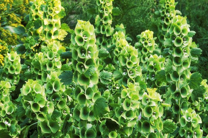 Bells of Ireland - The Flowers Express Philippines