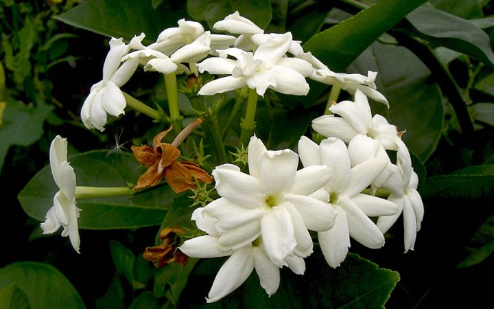 Stephanotis - The Flowers Express Philippines